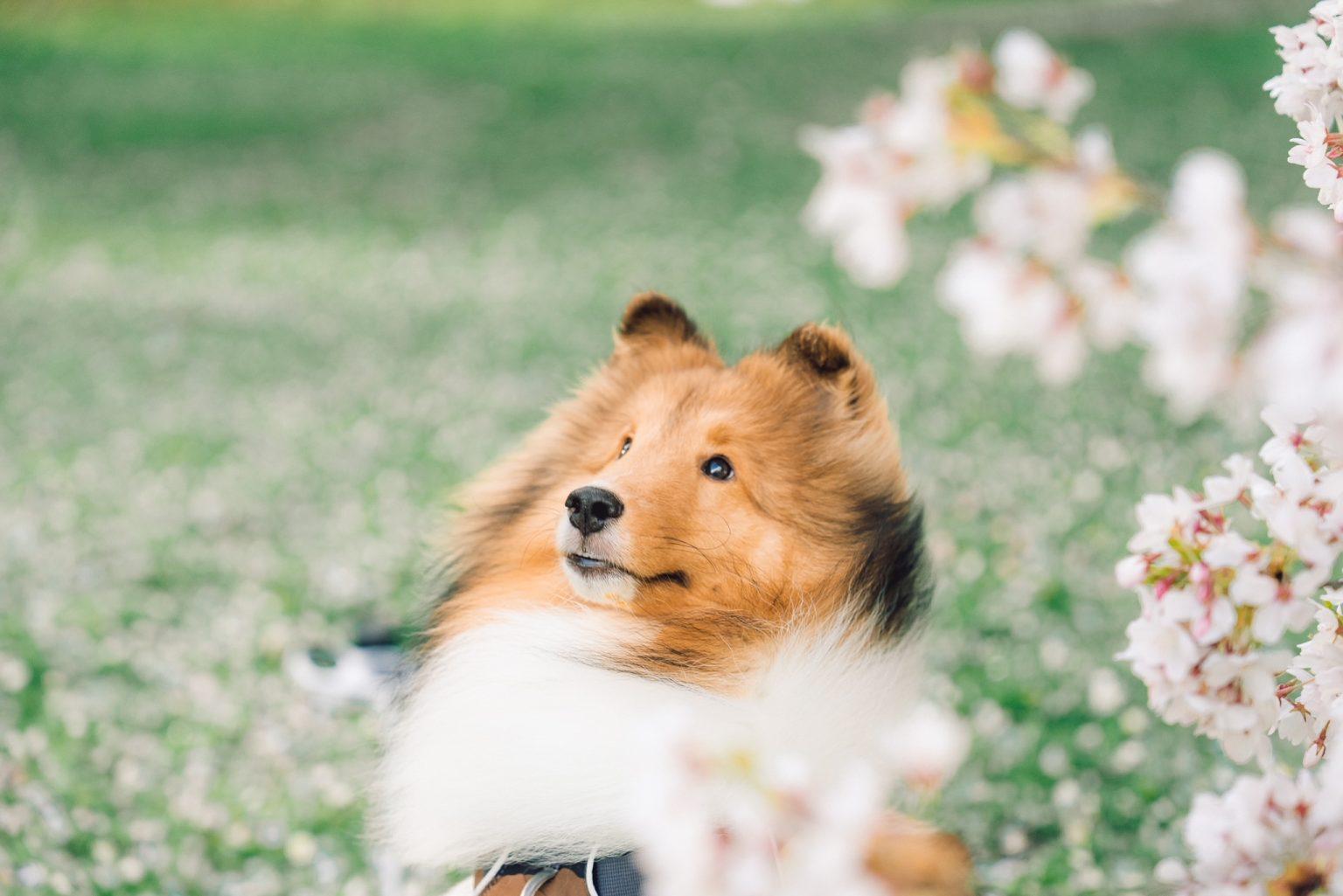 Mountain View Shelties at their new homes – Mountain View Shelties